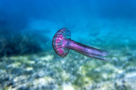 Safe Travel How To Avoid Jellyfish And Treat Minor Stings Land Of Size