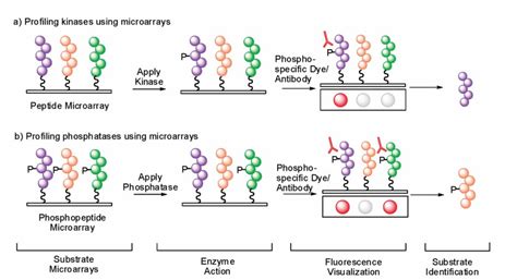 Enzyme Profiling Services Cd Biosynsis