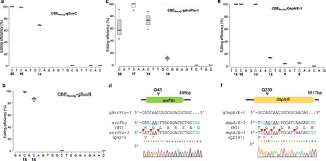 Efficient Base Editing In Xanthomonas Pseudomonas And Erwinia A Download Scientific Diagram