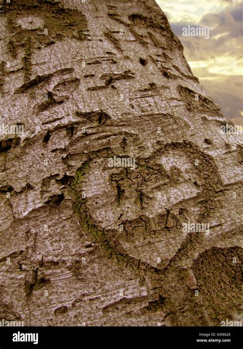Heart Engraved On A Trunk Of A Tree Stock Photo Alamy