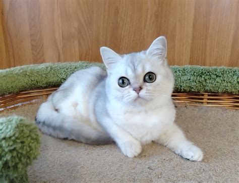 Питомник шотландских кошек Елемурри