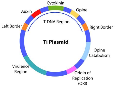 Ti Plasmid Features Diagram And Uses