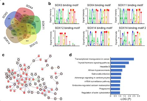 Prediction Of The SOX Signature Regulated Transcriptional Network A Download Scientific