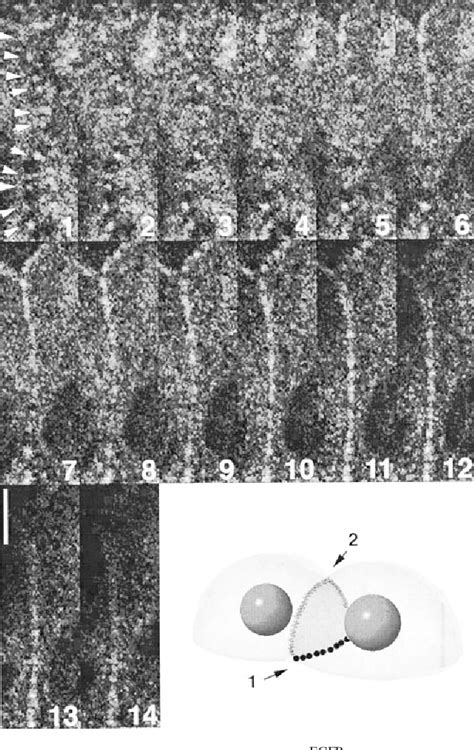 Figure 1 From Heat Shock Protein 27 Associates With Basolateral Cell