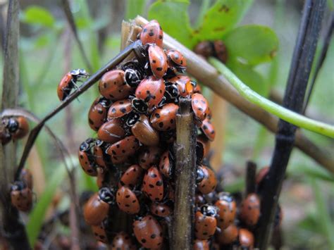 An Aggregation Of Overwintering Ladybugs Smithsonian Photo Contest An Aggregation Of Overwintering Ladybugs Smithsonian Photo Contest