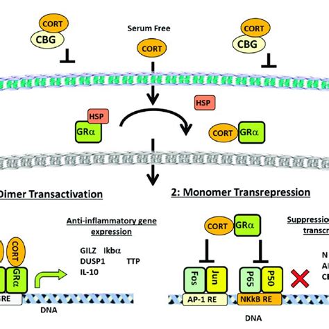 Schematic Representation Of Signalling Pathways Involved In Both