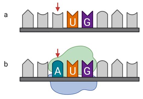 Somatic Mutation More Specifically Synonymous Single Nucleotide Download Scientific Diagram