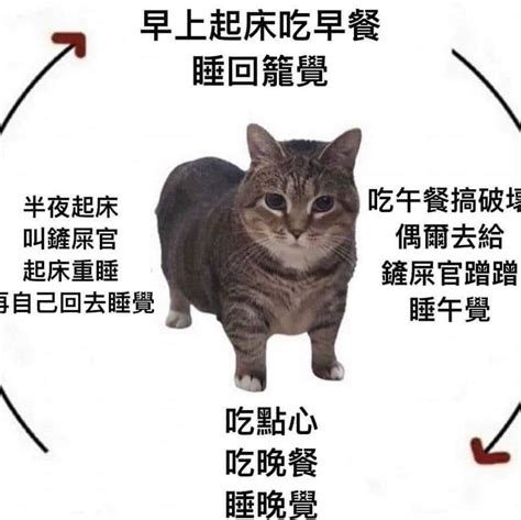 陳怡廷
