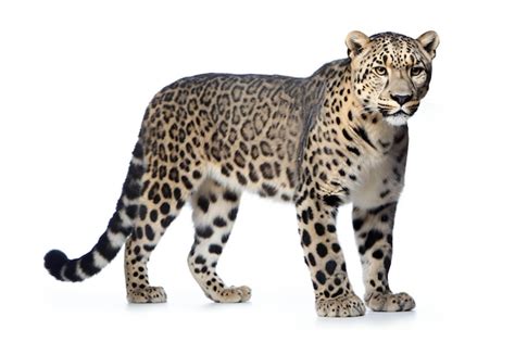 Premium Photo A Leopard Cub From The Wild Animal Kingdom