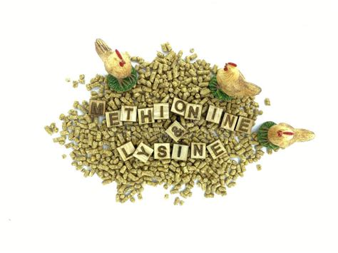 Effects Of Lysine And Methionine In A Low Crude Protein Diet On The Growth Performance In