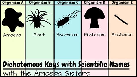 Dichotomous Key Examples Biology