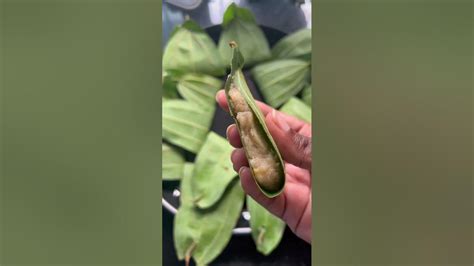 Thirali Elai Kolukattai Therali Kolukattai Kanyakumari Special Kolukattai Shorts