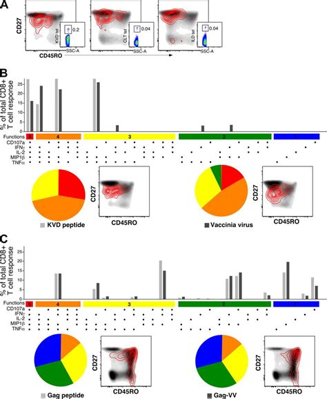 The Unusual Phenotype Of Vaccinia Virus Specific Cd8⁺ T Cells Is Not A Download Scientific