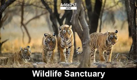 Wildlife Sanctuary Importance Of Wildlife Sanctuary In India