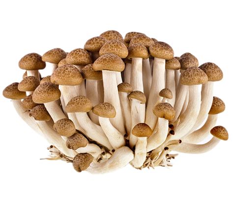 蟹味菇png 1