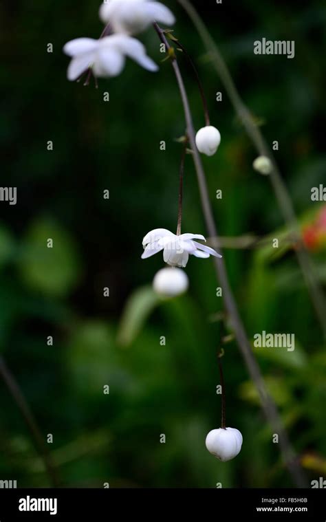 Anemonopsis Macrophylla Alba White Flower Flowers Rare Woodland Woodlander Shade Shady Japanese