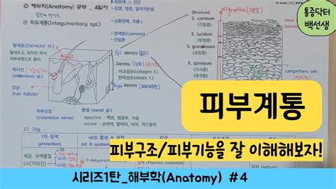 피부계통피부의 구조와 기능에 대해 공부하자 해부학공부 4일차 Youtube