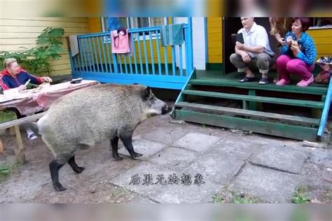一头300斤野猪突然闯进院子，本以为危险了，结局令人意外！院子野猪结局