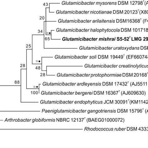 Glutamicibacter Mishrai Sp Nov Isolated From The Coral Favia Veroni