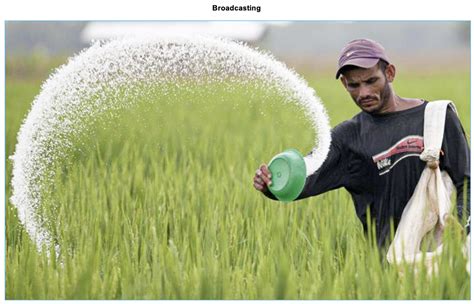 Top Dressing Method Of Fertilizer Application At Lucinda Mckellar Blog