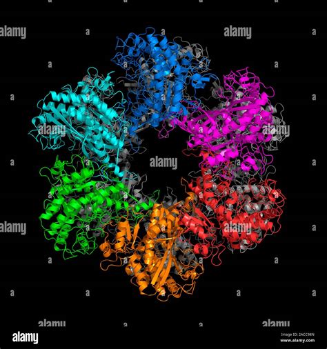 Glutamine Synthetase Enzyme Molecular Model Showing The Secondary Structure Of The Enzyme