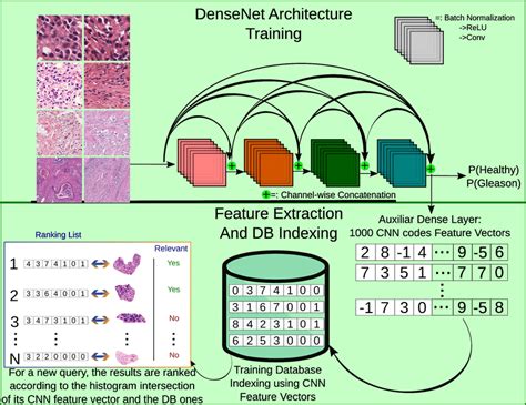 Schema Of The Dl Model Training And The Subsequent Feature Extraction