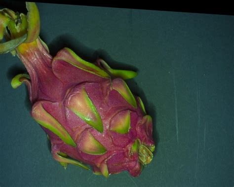 Good3 Object Detection Dataset By Dragon Fruit