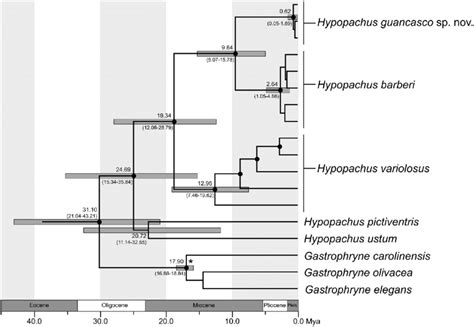 Bayesian Chronogram Generated From Our Partitioned Mitochondrial And Download Scientific