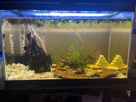 Rate My Tiger Breeder Tank Rshrimptank