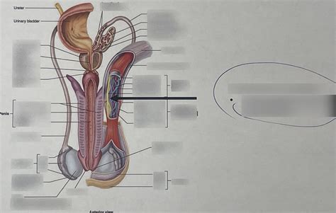 Lab Diagram Quizlet