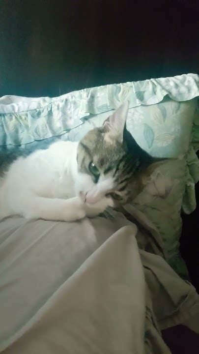 암팡지게 손톱 잡아뜯는 테리공주님 ㅋ Cat 고양이야옹 Cute 냥냥 야옹 냥냥냥 Catlover 냥이 고양이일상 Youtube