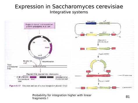 1 Gene Expression Systems In Prokaryotes And Eukaryotes