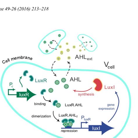synthetic gene circuit download scientific diagram