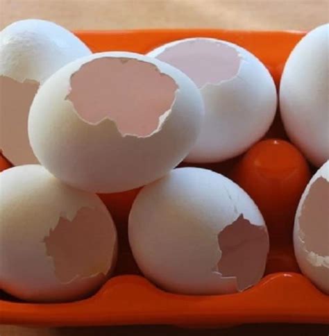 საოცარი ისტორიები მამამ სამი წლის განმავლობაში კვერცხის გედები