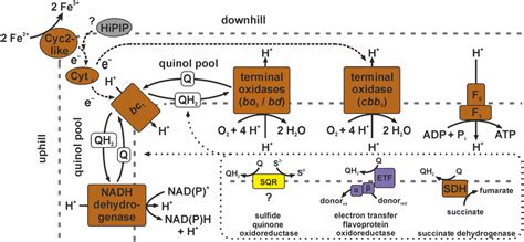Predicted Electron Transfer From Ferrous Iron To The Terminal Electron