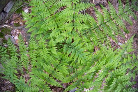 Fern Free Stock Photo Public Domain Pictures