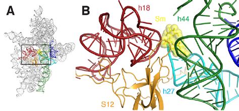 From Brookhaven Lab Molecular Structure Reveals How The Antibiotic Streptomycin Works