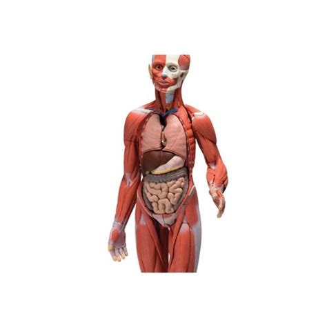 12 Life Size Complete Human Dual Sex Muscle Model 33 Part 1019231