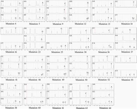 Genotyping Results Of Maldi Tof Ms Chromatograms Of The 23 Effective Download Scientific