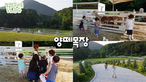 말떵꾸리들 가평양떼목장 Vlog Youtube