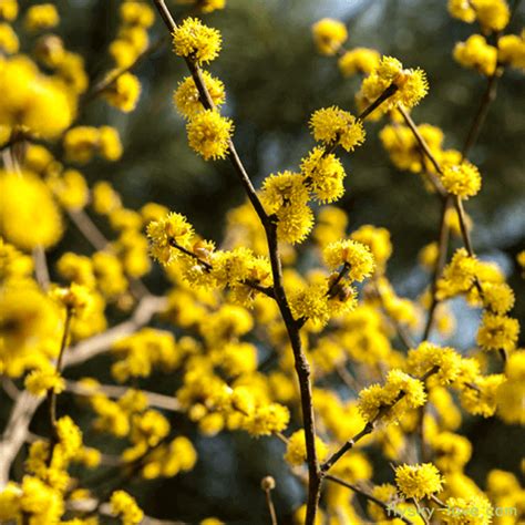 생강나무 특징 주요 효능 먹는 법 주의 사항