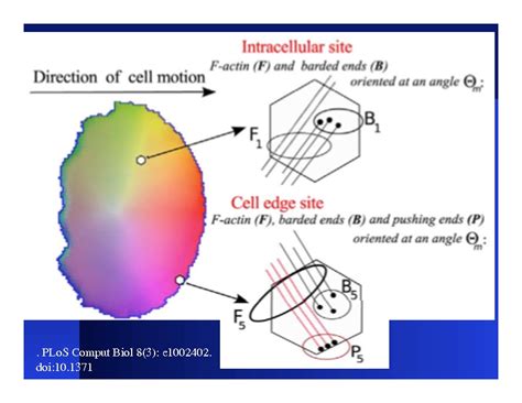 Cell Polarity Models And Simulating Cell Motility Using The Cellular Potts Model Cpm