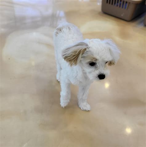 말티푸 토스 이탈리아그레이하운드입양 치와와입양 폼스키입양 폼치입양 폼피츠입양 푸숑입양 고양이입양 랙돌입양 러시안블루입양 먼치킨입양 브리티쉬숏헤어입양 노르웨이숲입양 뱅갈입양