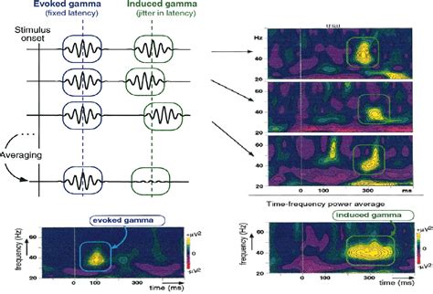 Figure 11 From Imaging The Spatial Temporal Neuronal Dynamics Using Dynamic Causal Modelling