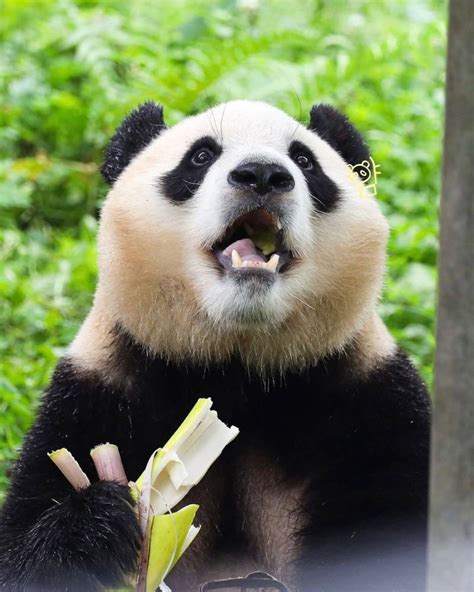 [잡담] 우리의 영원한 아기 판다 푸바오 인스티즈 Instiz 판다🐼 카테고리