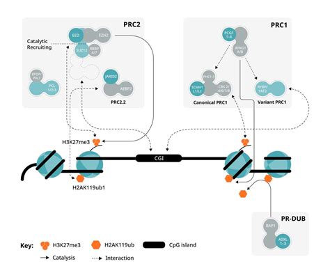 Polycomb Repressive Complexes An Overview Abcam