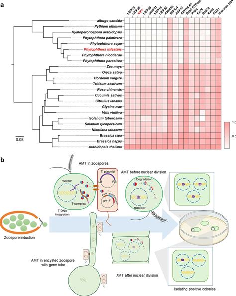 A The Protein Similarity Analysis Of Plant Proteins Important For