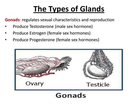 The Endocrine System Ppt Download