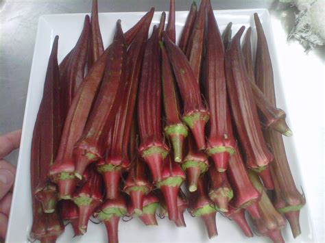 Red Okra Is Going Berserk