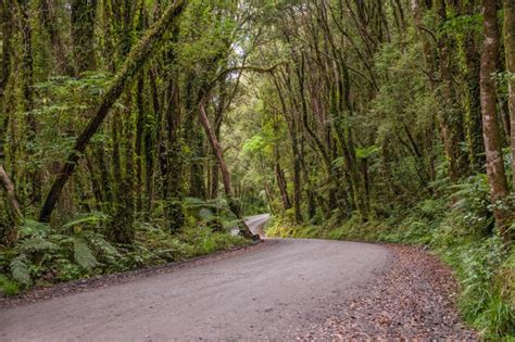 Climate Change Trees Most Effective Solution For Global Warming RNZ News